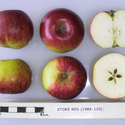 Apple (Malus domestica 'Stoke Red') in the Apples Database - Garden.org