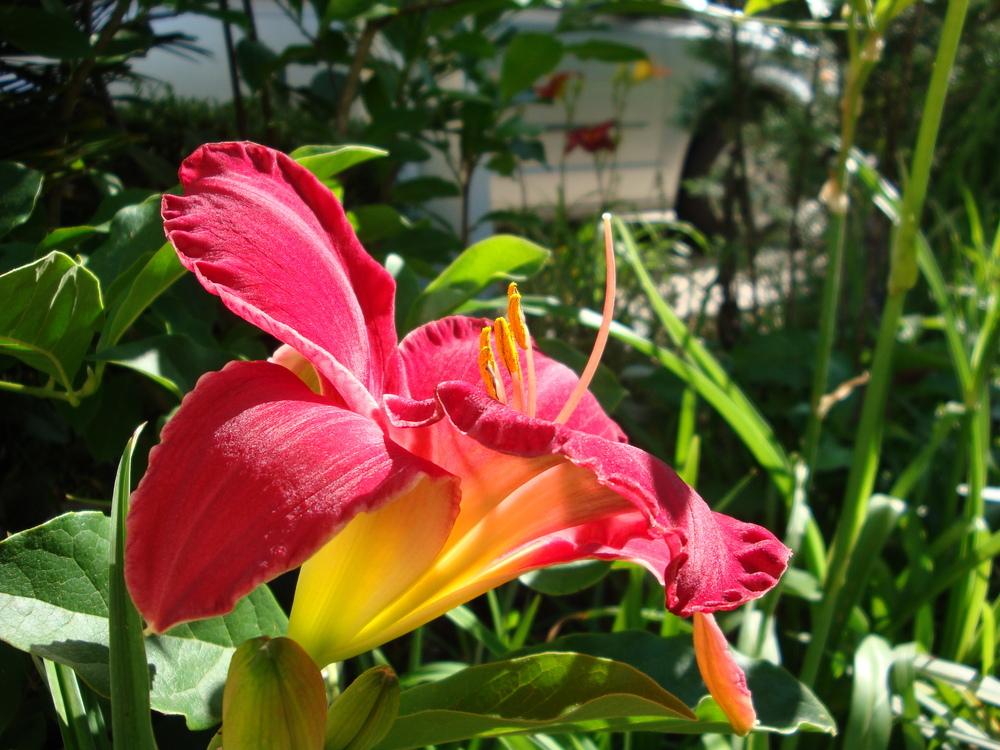 Photo of the stamens, filaments and pistils of Daylily (Hemerocallis 'Scarlet Orbit') posted by ...