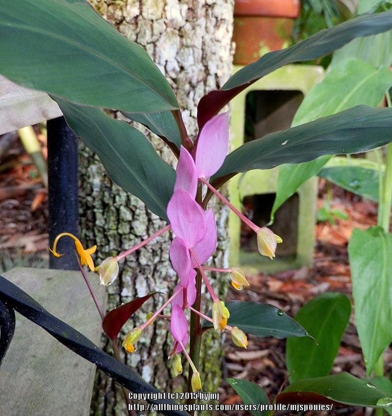 Dancing Ladies Ginger (Globba winitii 'Pristina Pink') - Garden.org