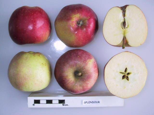 Apple (Malus domestica 'Splendour') in the Apples Database - Garden.org