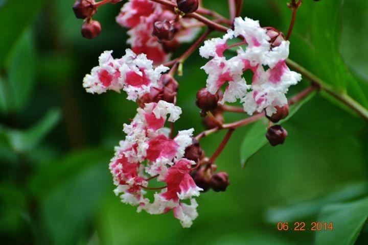 Crepe Myrtle (Lagerstroemia indica 'Peppermint Lace') in the Crepe ...