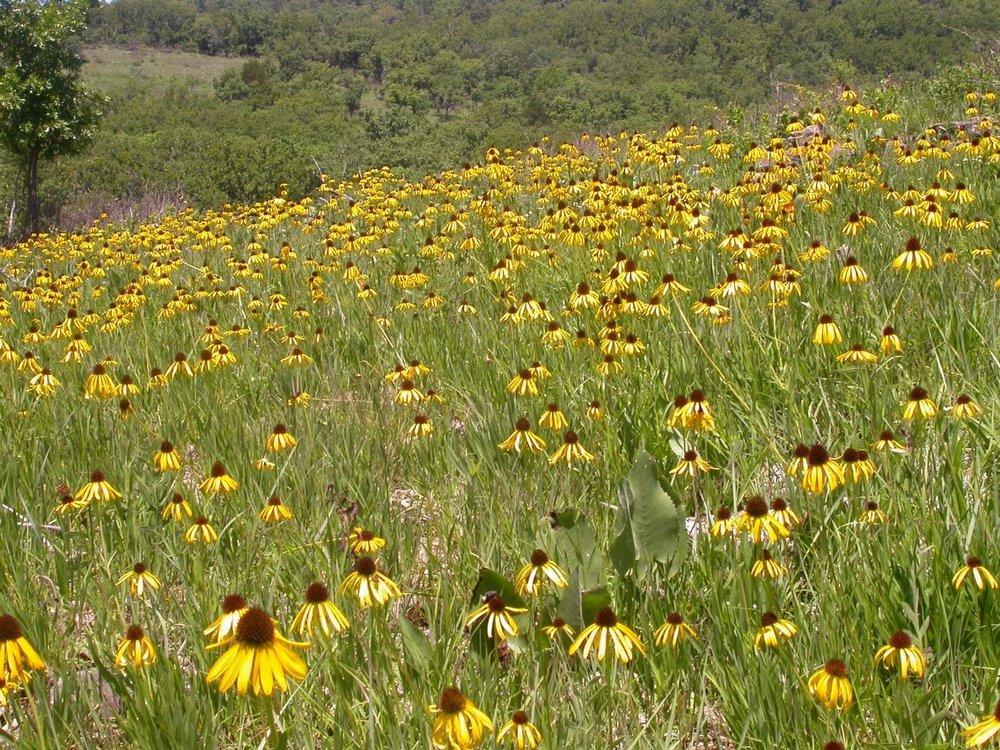 Photo of the habitat view of Yellow Coneflower (Echinacea paradoxa var ...