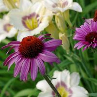 Photo of the bloom of Purple Coneflower (Echinacea 'Merlot') posted by ...