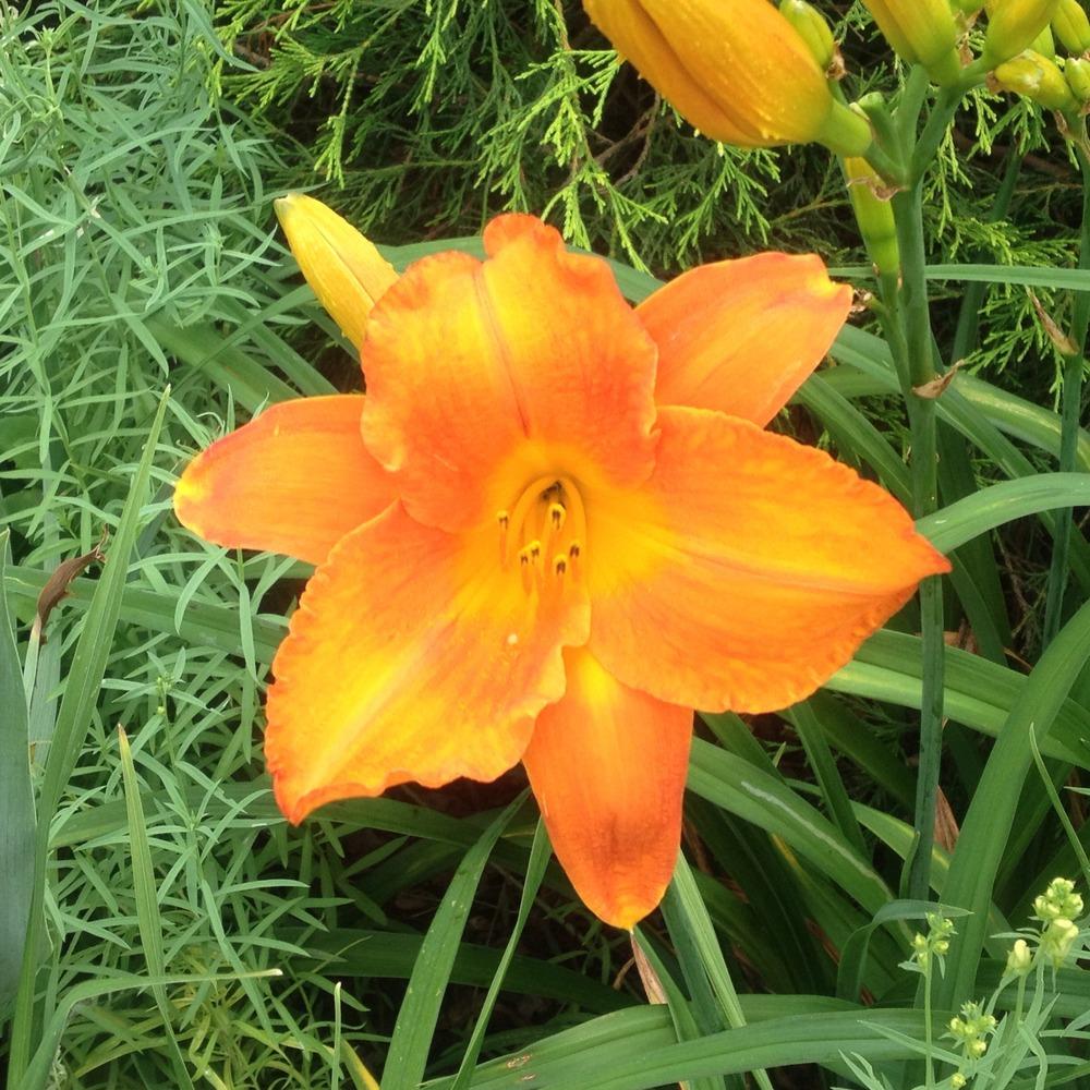 Photo of the bloom of Daylily (Hemerocallis 'Mauna Loa') posted by ...