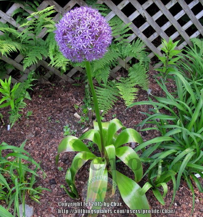 Photo of the entire plant of Giant Allium (Allium giganteum ...
