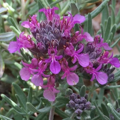 Gray Creeping Germander (Teucrium aroanium) - Garden.org