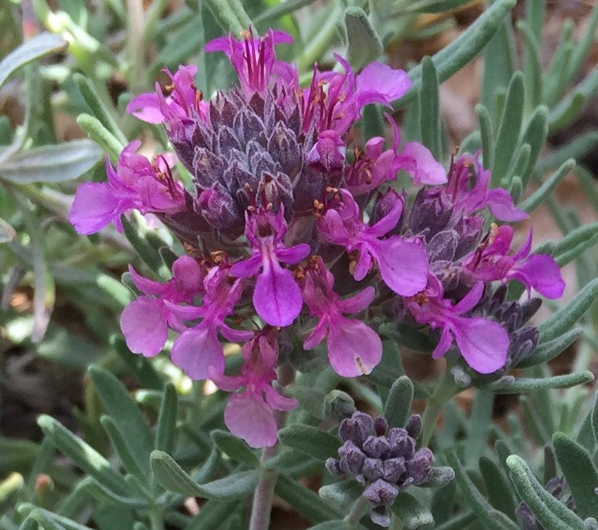 Gray Creeping Germander (Teucrium aroanium) - Garden.org