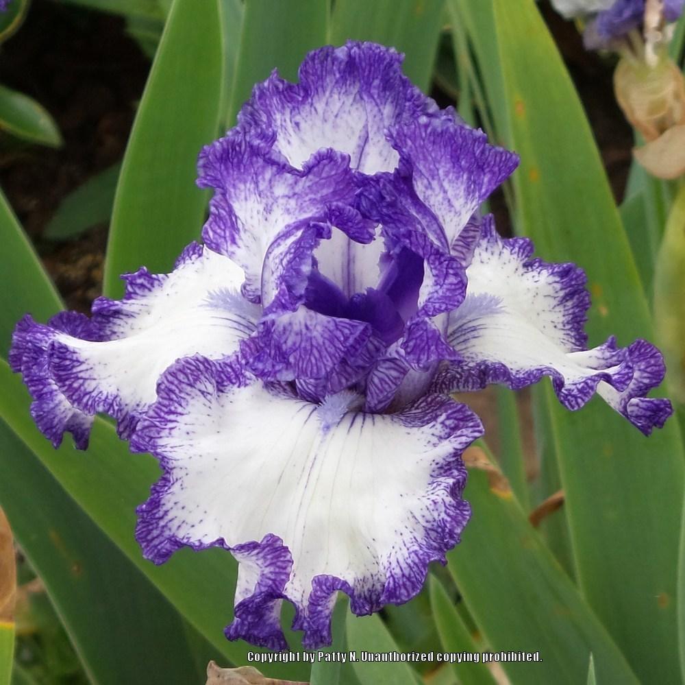 Tall Bearded Iris (Iris 'Spirit Rider') in the Irises Database - Garden.org