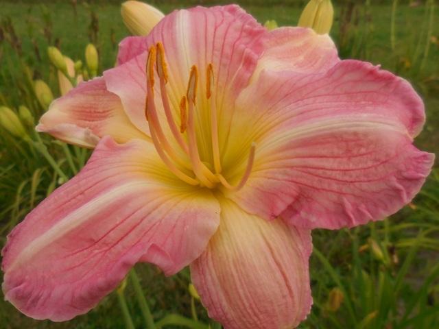 Daylily (Hemerocallis 'Currie's Verna Rose') in the Daylilies Database ...