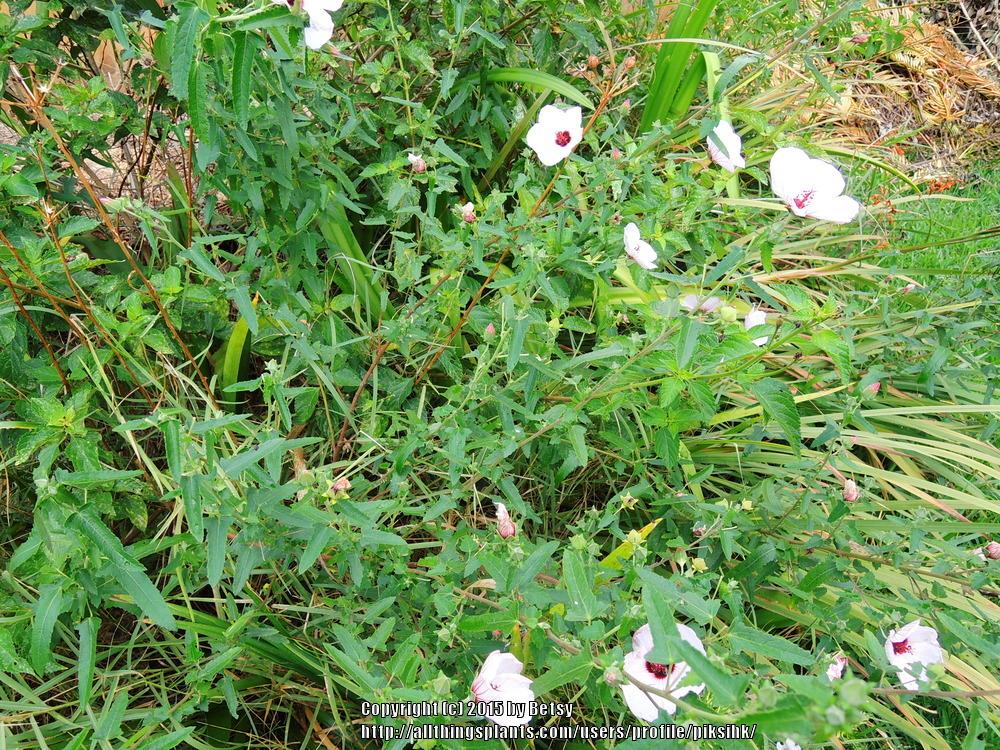 Photo of the entire plant of Spear Leaf Swamp Mallow (Pavonia hastata ...