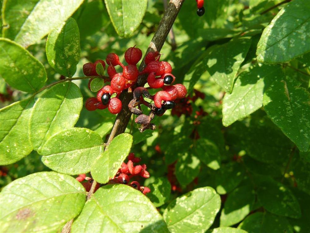 Photo of the fruit of Common Prickly Ash (Zanthoxylum americanum ...