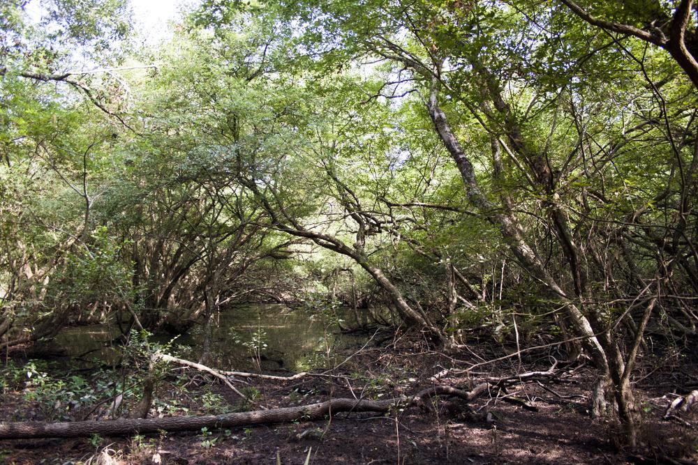 Water elm (Planera aquatica) - Garden.org