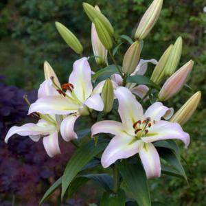 Lily (Lilium 'Pretty Woman') in the Lilies Database - Garden.org