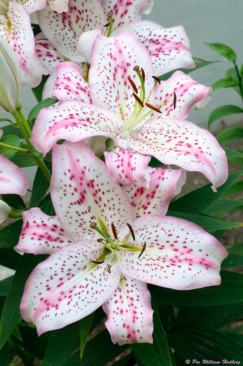Lilies: Plant Care and Collection of Varieties - Garden.org