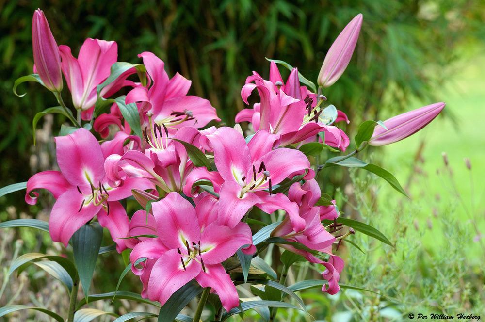 Photo of the entire plant of Lily (Lilium 'Robina') posted by William ...