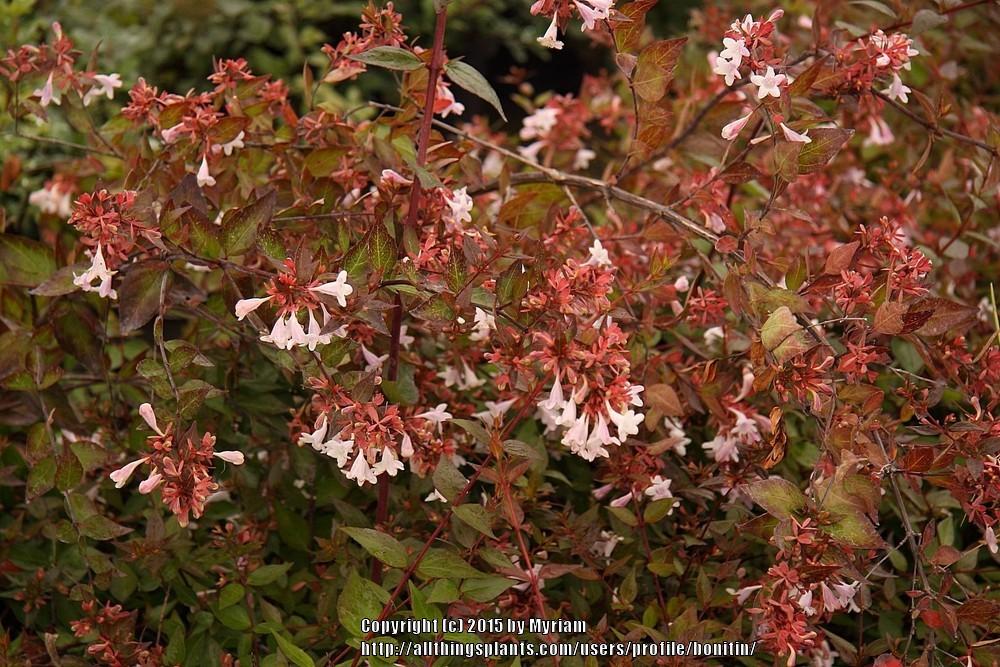 Abelias: Plant Care and Collection of Varieties - Garden.org