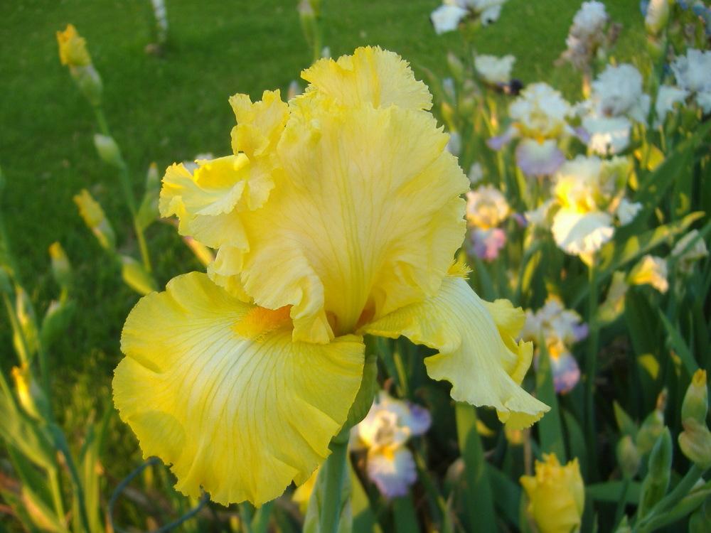 Photo of the bloom of Tall Bearded Iris (Iris 'Tying Yellow Ribbons ...