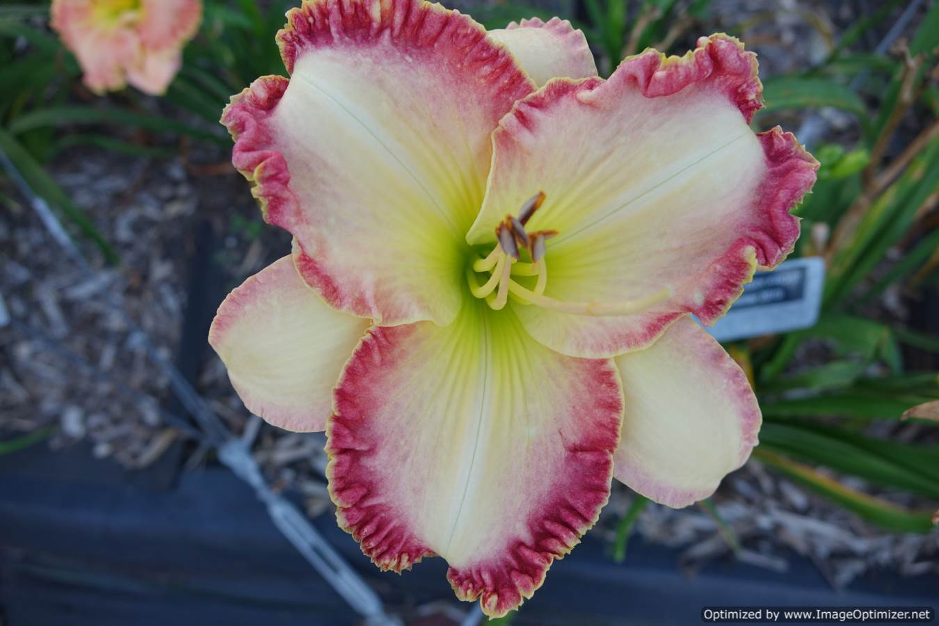 Photo of the bloom of Daylily (Hemerocallis 'Raspberry Frost') posted ...