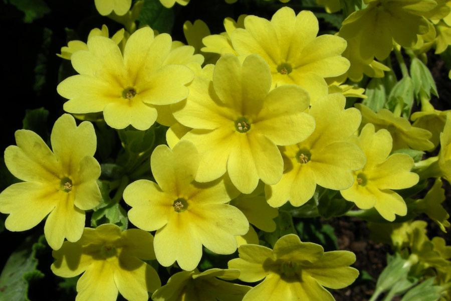 Primrose (Primula 'Sweet Sunshine') in the Primroses Database - Garden.org