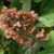 Hydrangeas: Plant Care and Collection of Varieties - Garden.org