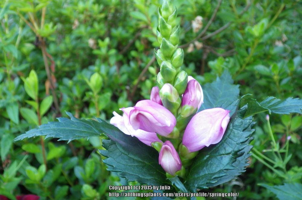 Photo of the bloom of Pink Turtlehead (Chelone lyonii 'Hot Lips ...