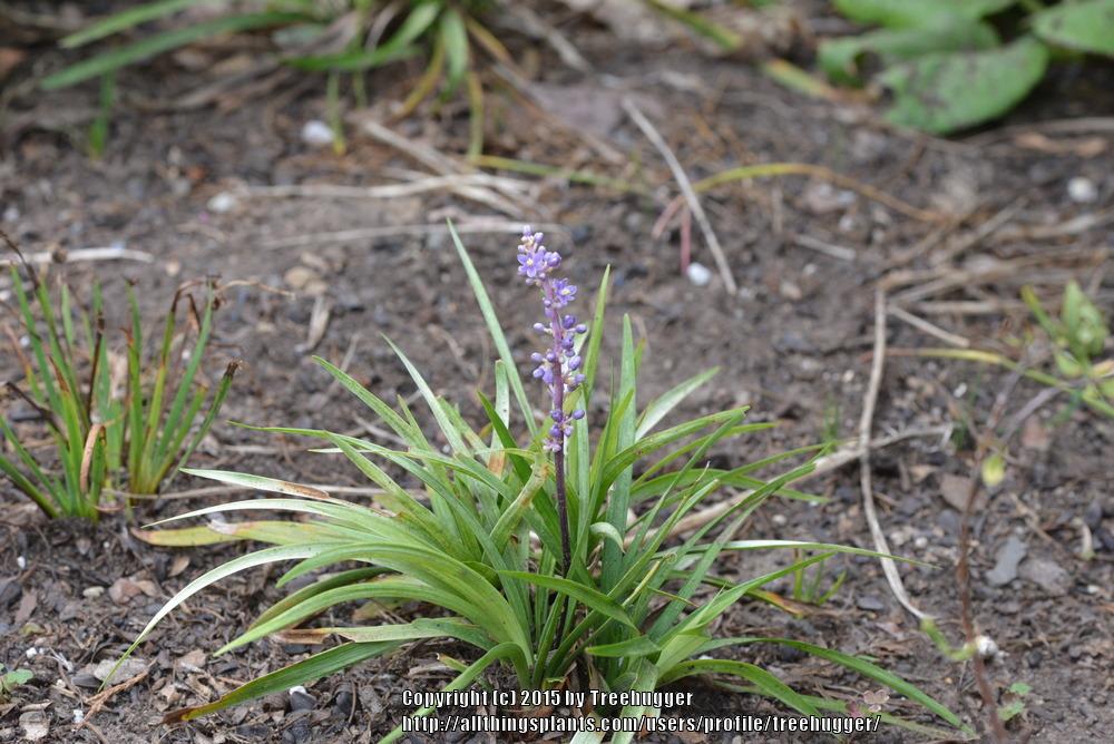 Liriopes: Plant Care and Collection of Varieties - Garden.org