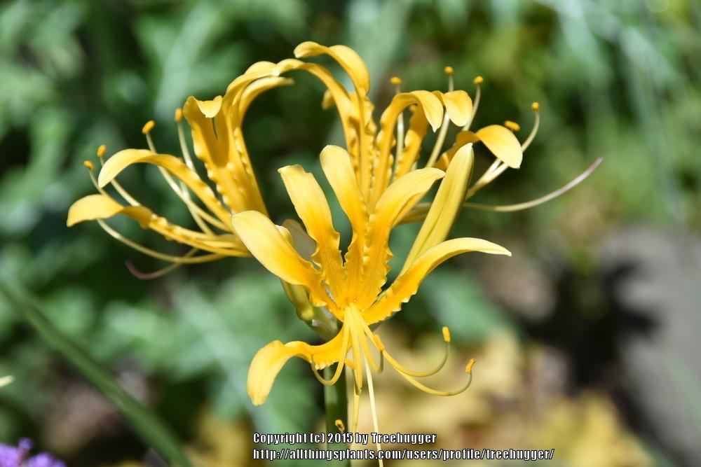 Surprise Lilies (Lycoris): Plant Care and Collection of Varieties ...