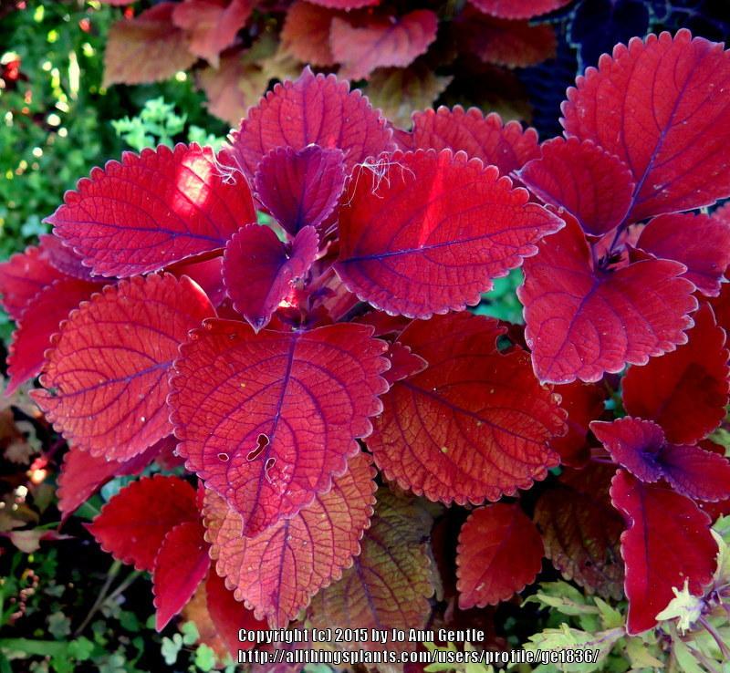 Photo of the entire plant of Coleus (Coleus scutellarioides Main Street ...