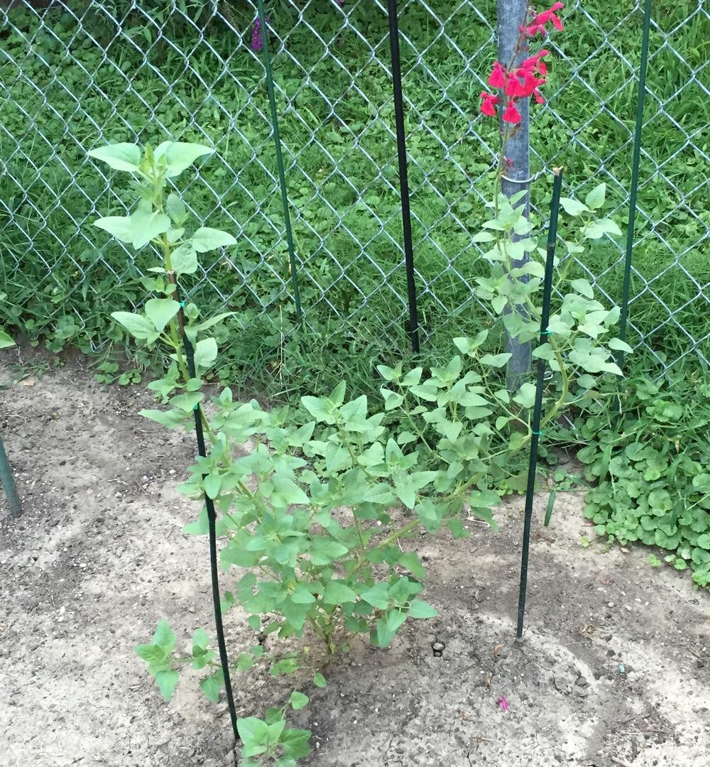 Windwalker Royal Red Salvia in the Agastache and Salvias forum - Garden.org