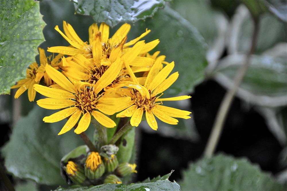 Ligularias: Plant Care and Collection of Varieties - Garden.org