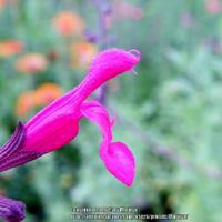Photo of the bract of Sage (Salvia Windwalker® Royal Red) posted by ...