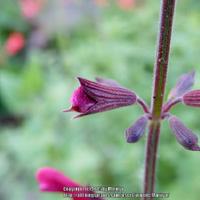 Photo of the stem, scape, stalk or bark of Sage (Salvia Windwalker ...