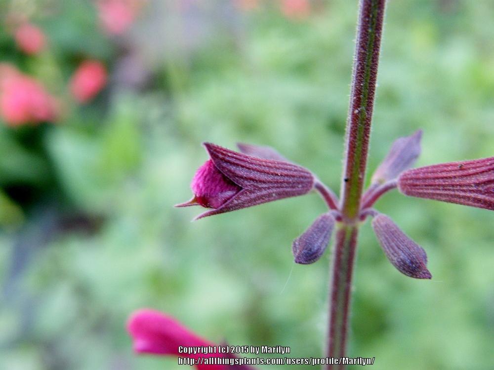 Photo of the stem, scape, stalk or bark of Sage (Salvia Windwalker ...