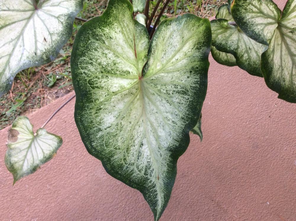 Strap-Leaf Caladium (Caladium Heart to Heart™ White Wonder) in the ...