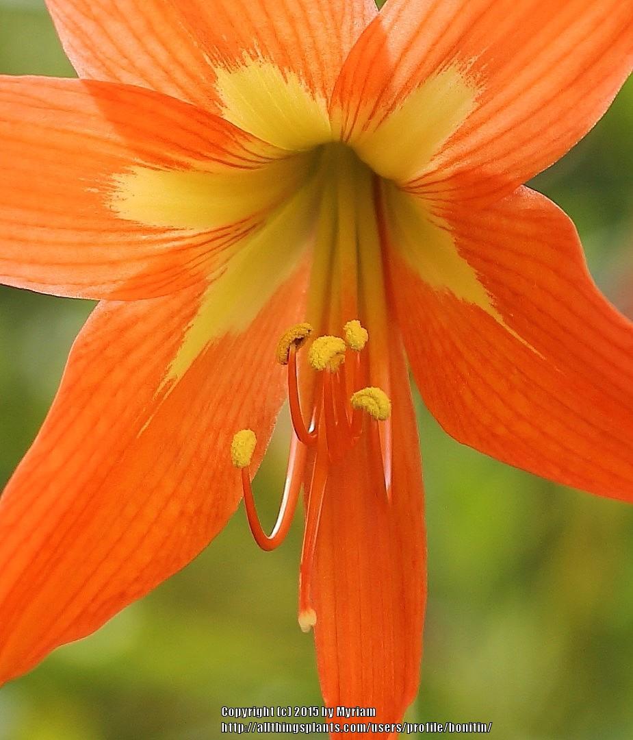 Amaryllis (Hippeastrum striatum) in the Amaryllis Database - Garden.org