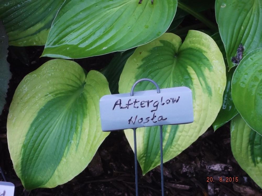Photo of the leaves of Hosta 'Afterglow' posted by linjarvis - Garden.org