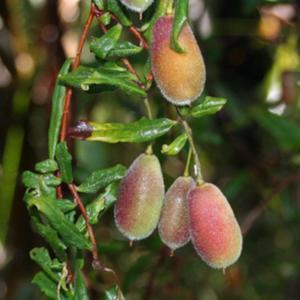 Common Apple-berry (Billardiera scandens) - Garden.org