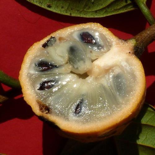 Articum (Rollinia sylvatica) - Garden.org