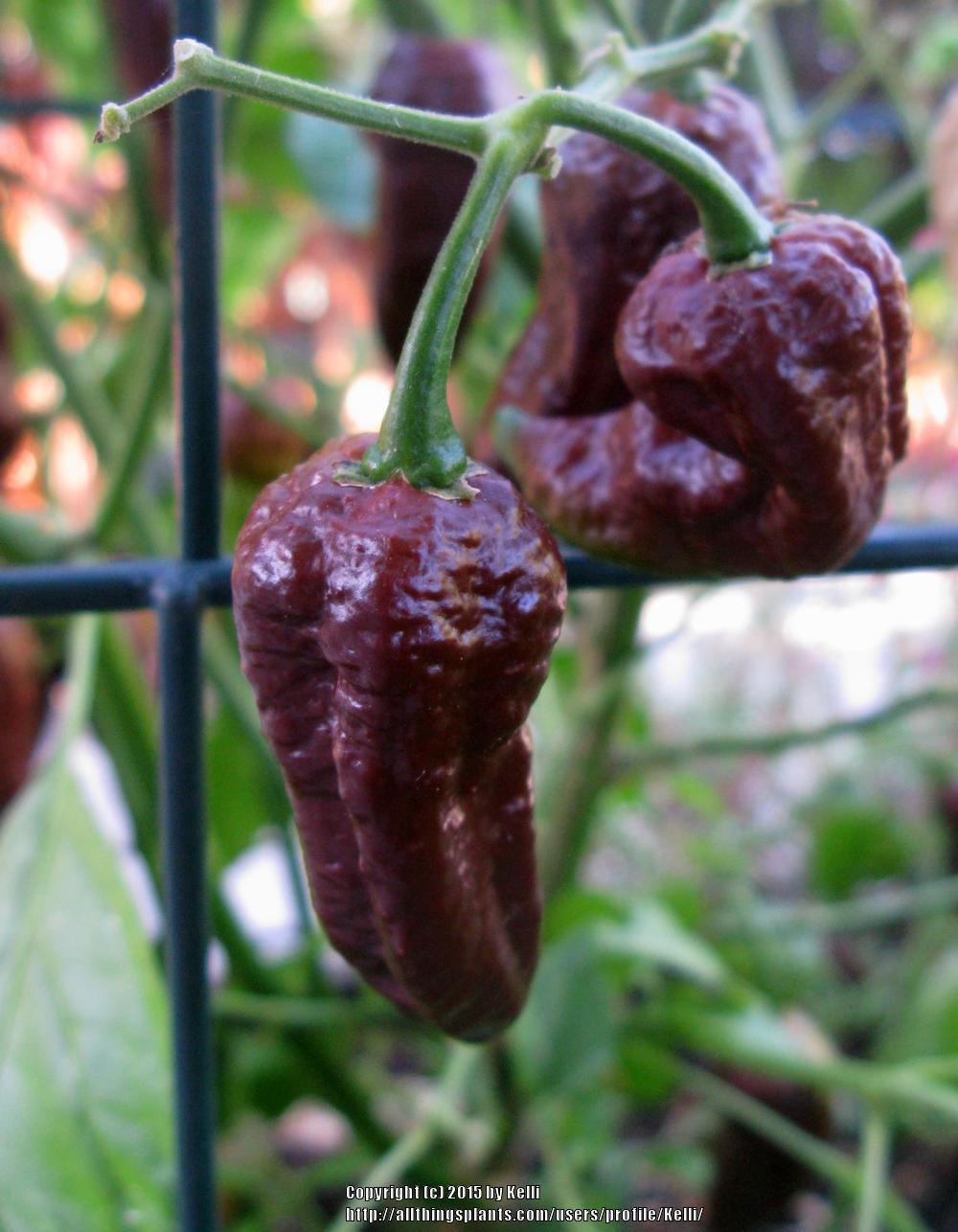 Hot Pepper (Capsicum chinense 'Black Naga') in the Peppers Database ...