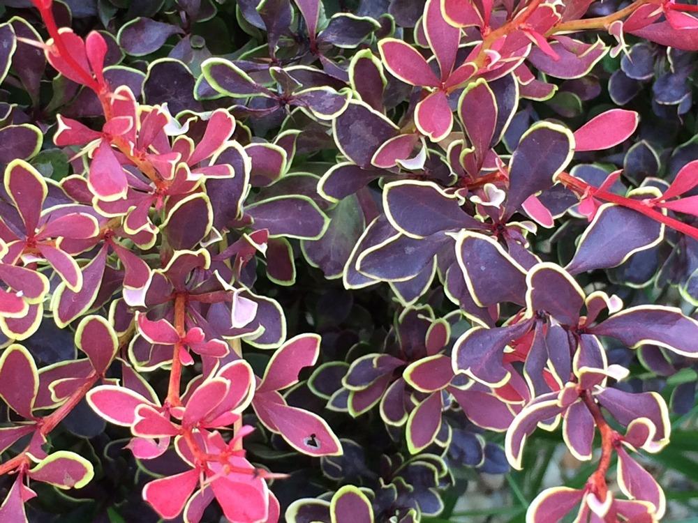 Photo of the leaves of Japanese Barberry (Berberis thunbergii Golden ...