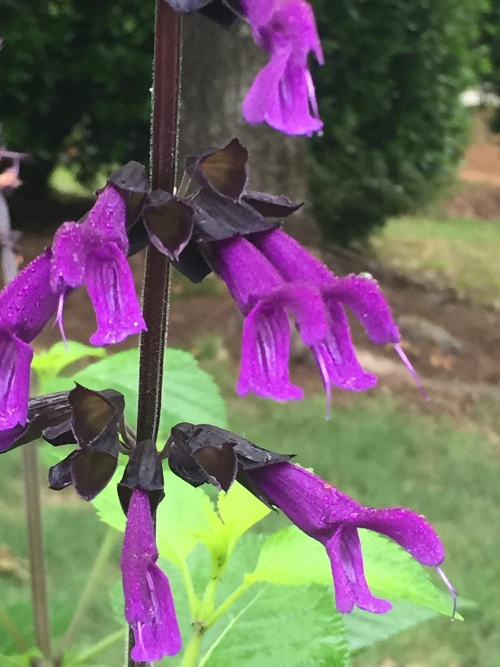 Windwalker Royal Red Salvia in the Agastache and Salvias forum - Garden.org