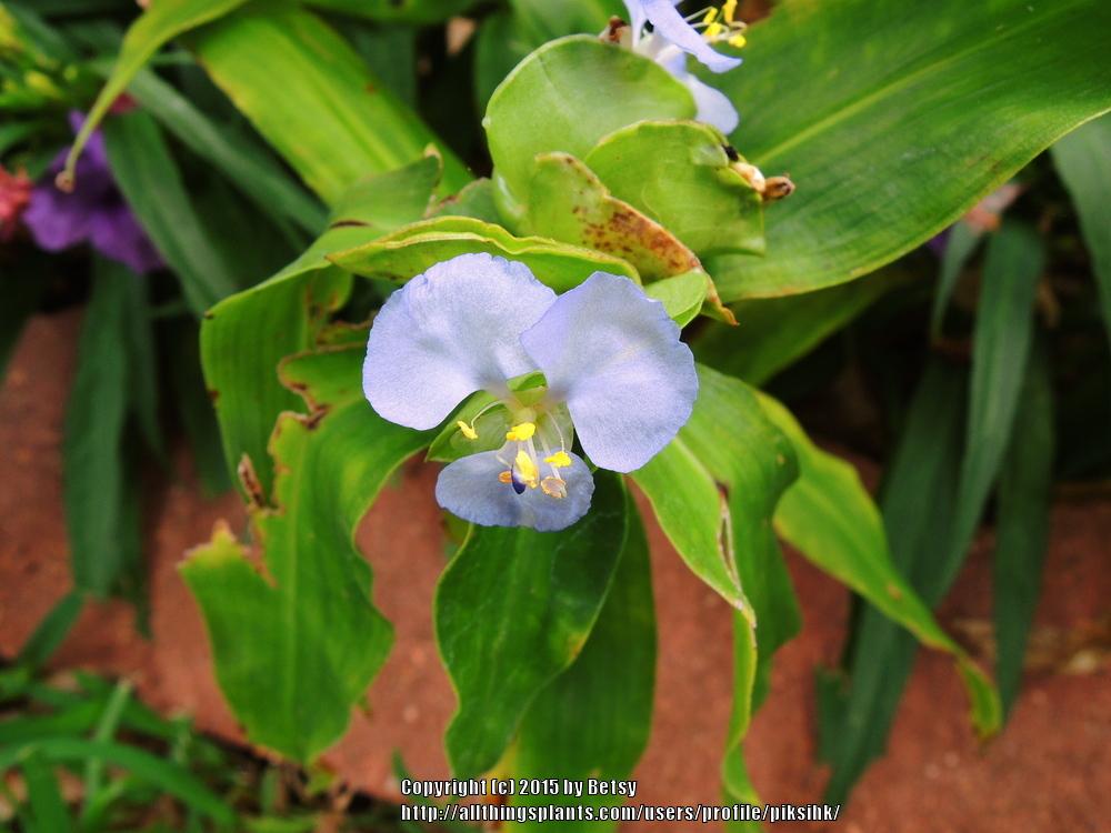 Virginia Day-Flower (Commelina virginica) - Garden.org