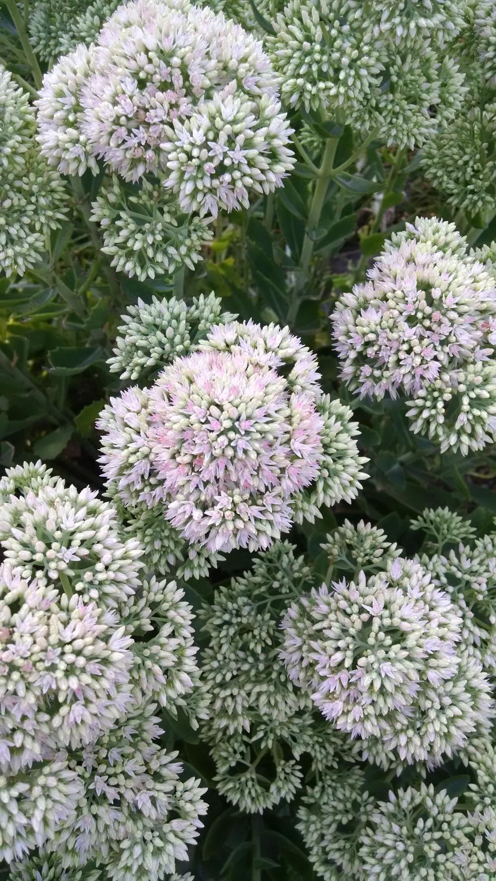 Photo of the bloom of Stonecrop (Hylotelephium spectabile 'Autumn Fire ...