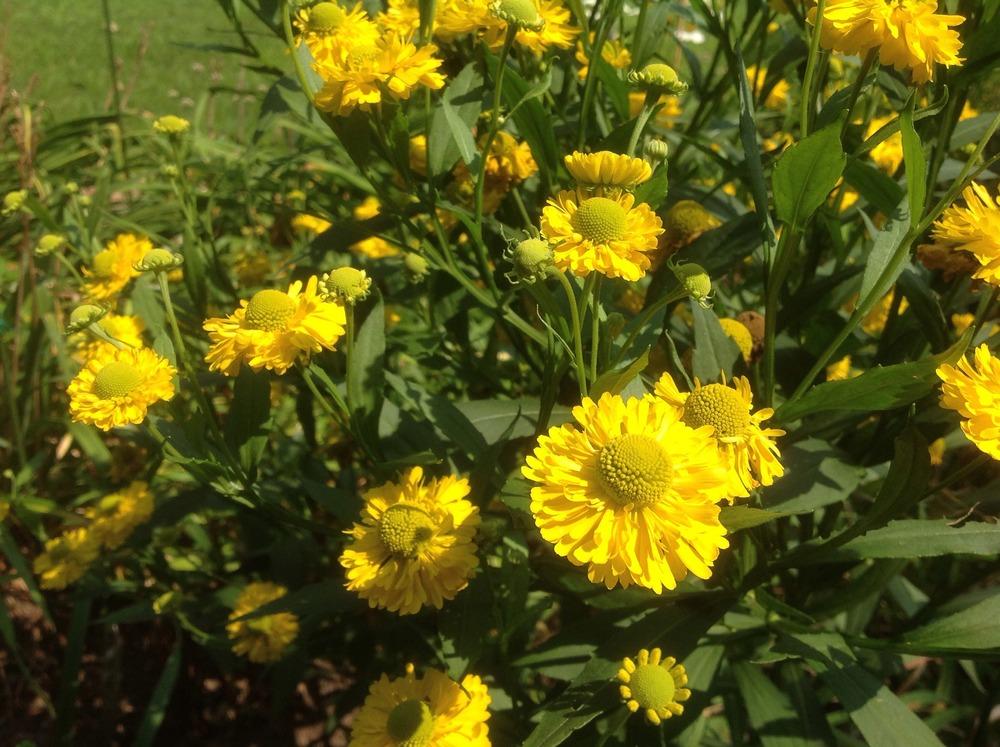 Sneezeweed (Helenium 'Double Trouble') - Garden.org