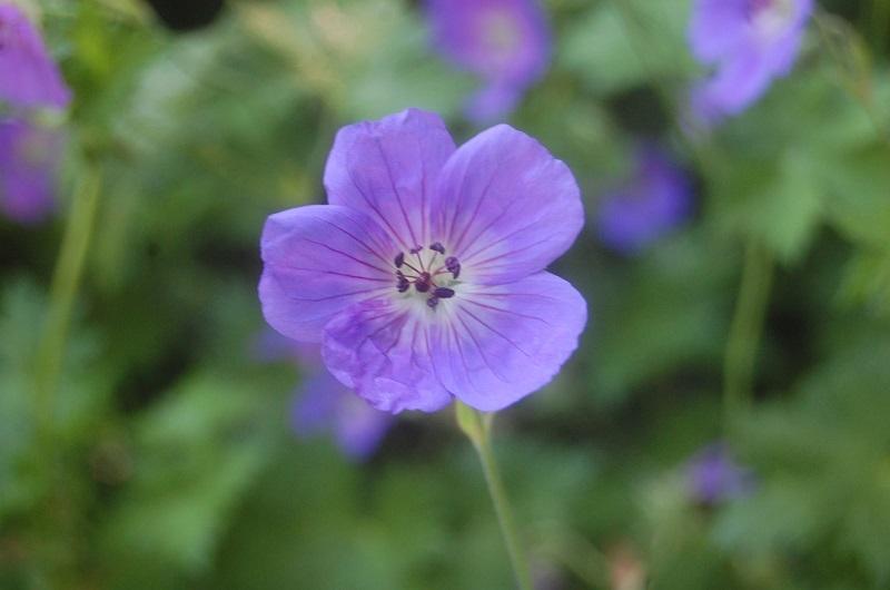 Hardy Geranium (Geranium 'Jolly Bee') in the Geraniums Database ...