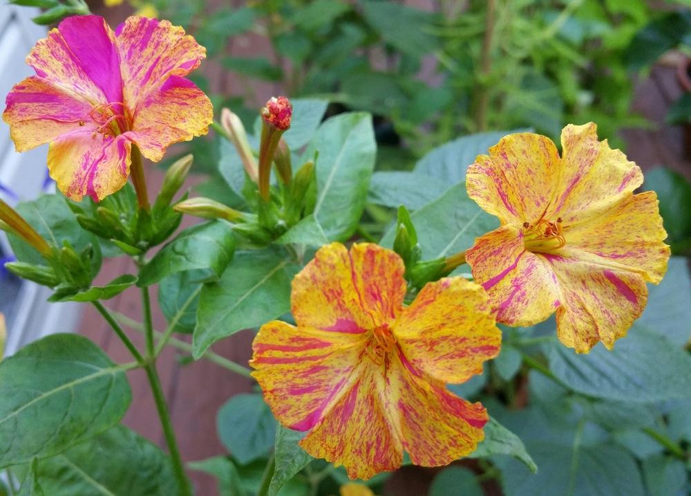 Photo of the bloom of Four o'Clocks (Mirabilis jalapa 'Broken Colors ...