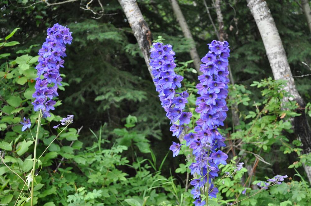 Delphiniums: Plant Care and Collection of Varieties - Garden.org