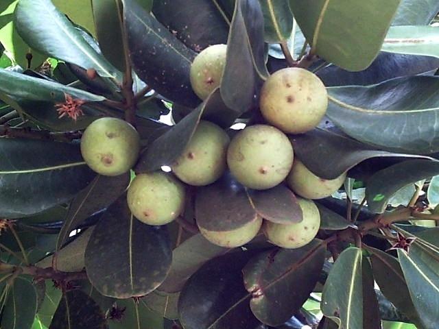 Mimusops balata - Garden.org
