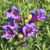 Penstemons: Plant Care and Collection of Varieties - Garden.org
