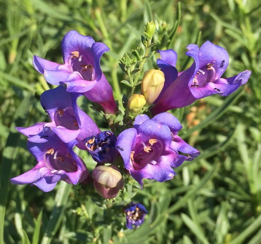 Penstemons: Plant Care and Collection of Varieties - Garden.org